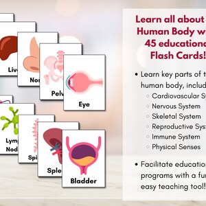 Anatomy Flash Cards, Human Body Learning, Classroom Education, Health ...