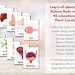 Anatomy Flash Cards, Human Body Learning, Classroom Education, Health ...