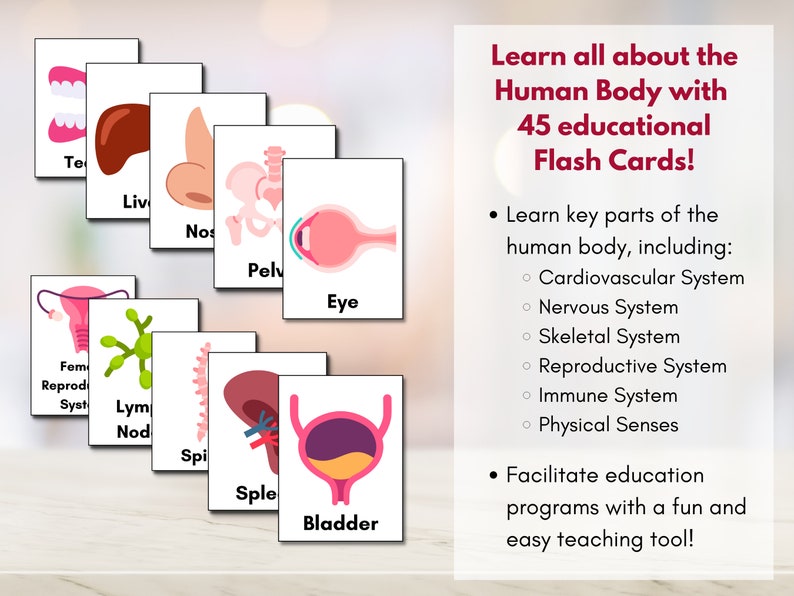 Anatomy Flash Cards, Human Body Learning, Classroom Education, Health ...