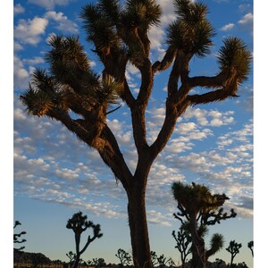 Joshua Tree Digital Posters 5 Images - Etsy