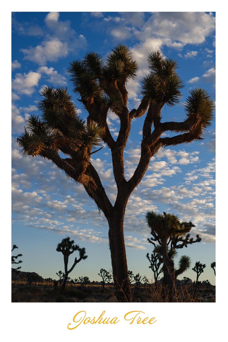 Joshua Tree Digital Posters 5 Images - Etsy