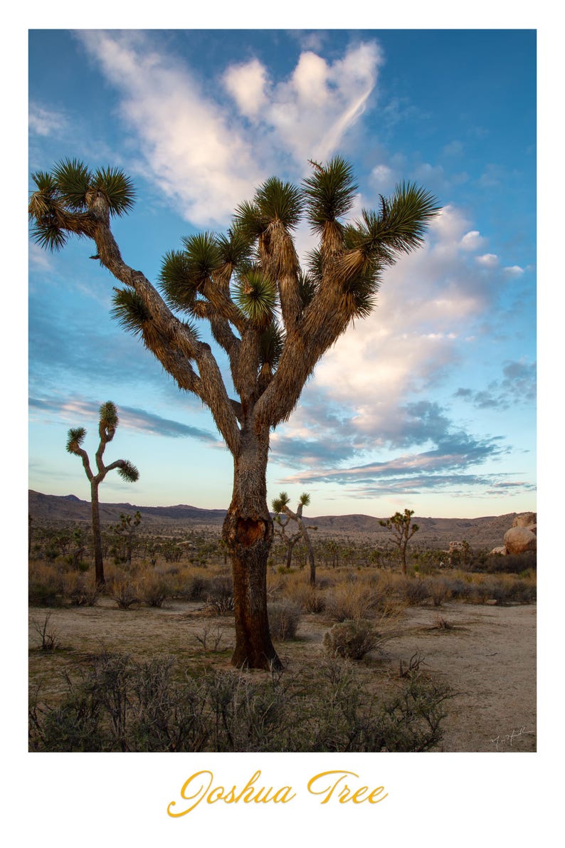 Joshua Tree Digital Posters 5 Images - Etsy