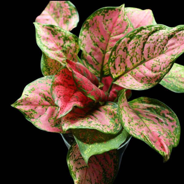 Aglaonema - Etsy