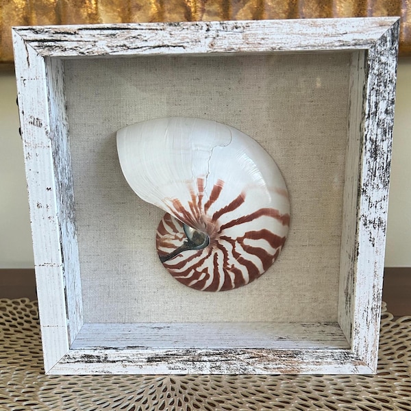 Nautilus Shell Art - Etsy