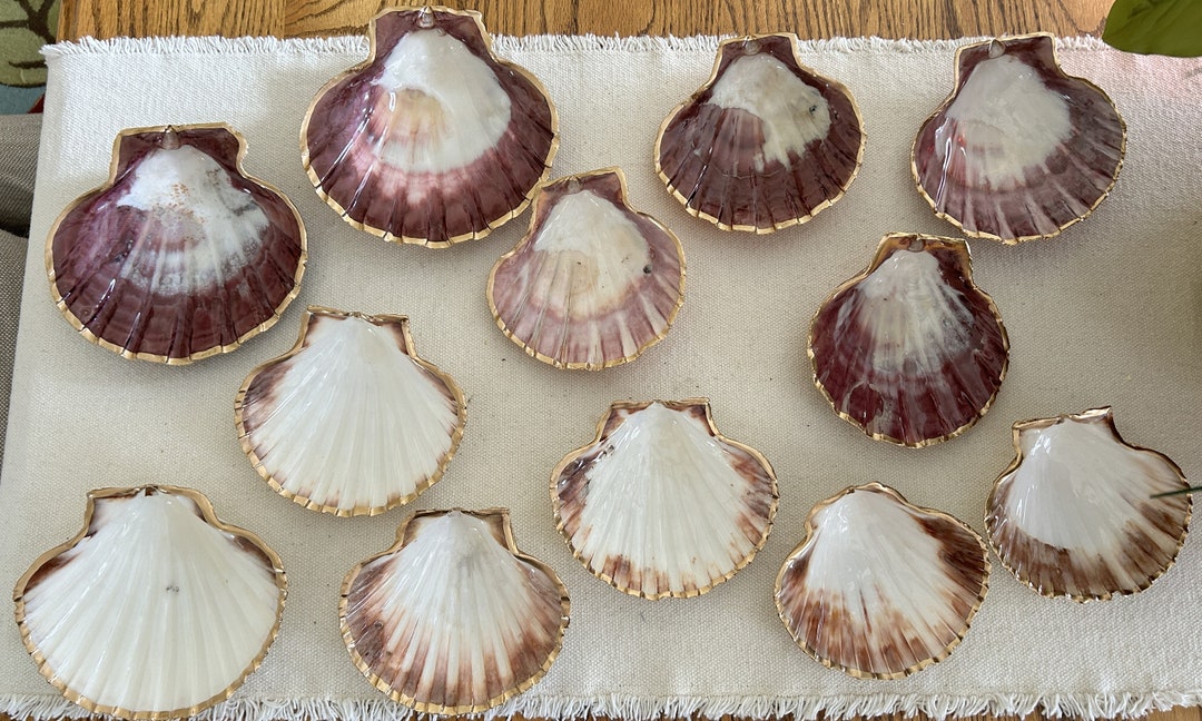 Scallop Shell Ring Dishes, Scallop Shell Jewelry Dish, Scallop Trinket ...
