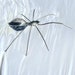 Upcycled Metal SPIDER 'oliver' Orthoceras Fossil - Etsy