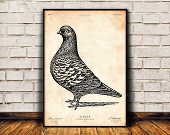Pigeons Poster - Etsy UK