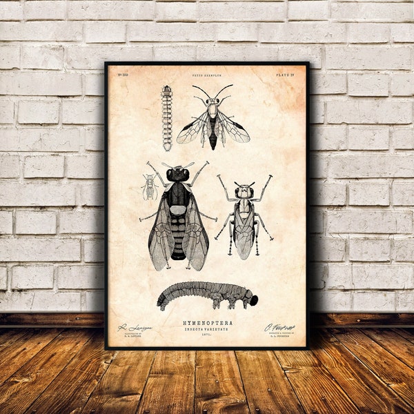 Naturalist Art - Etsy