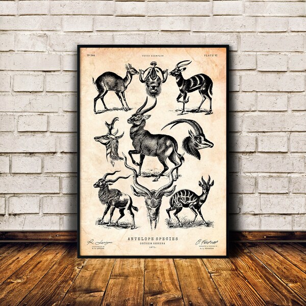 Antelope Poster - Etsy
