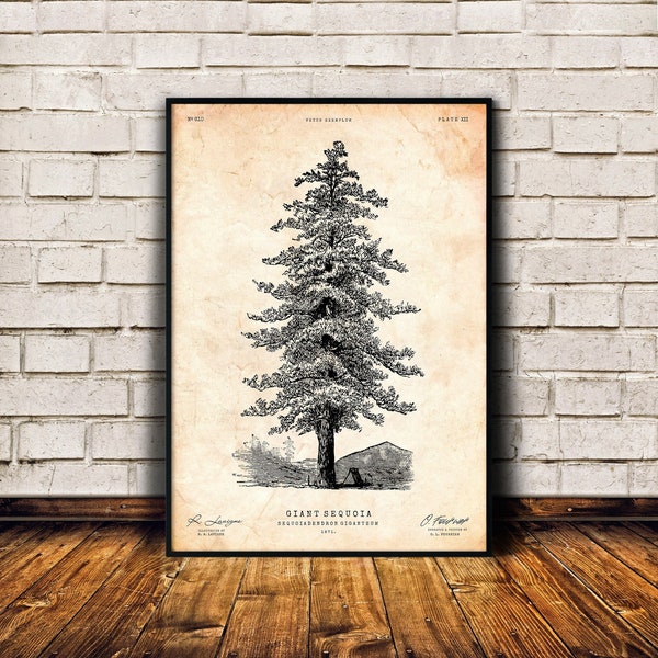 Pine Tree Poster - Etsy