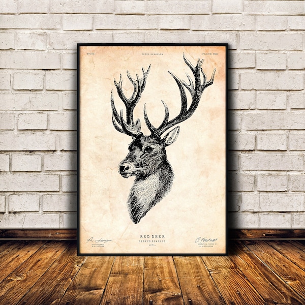 Stag Head Print - Etsy UK