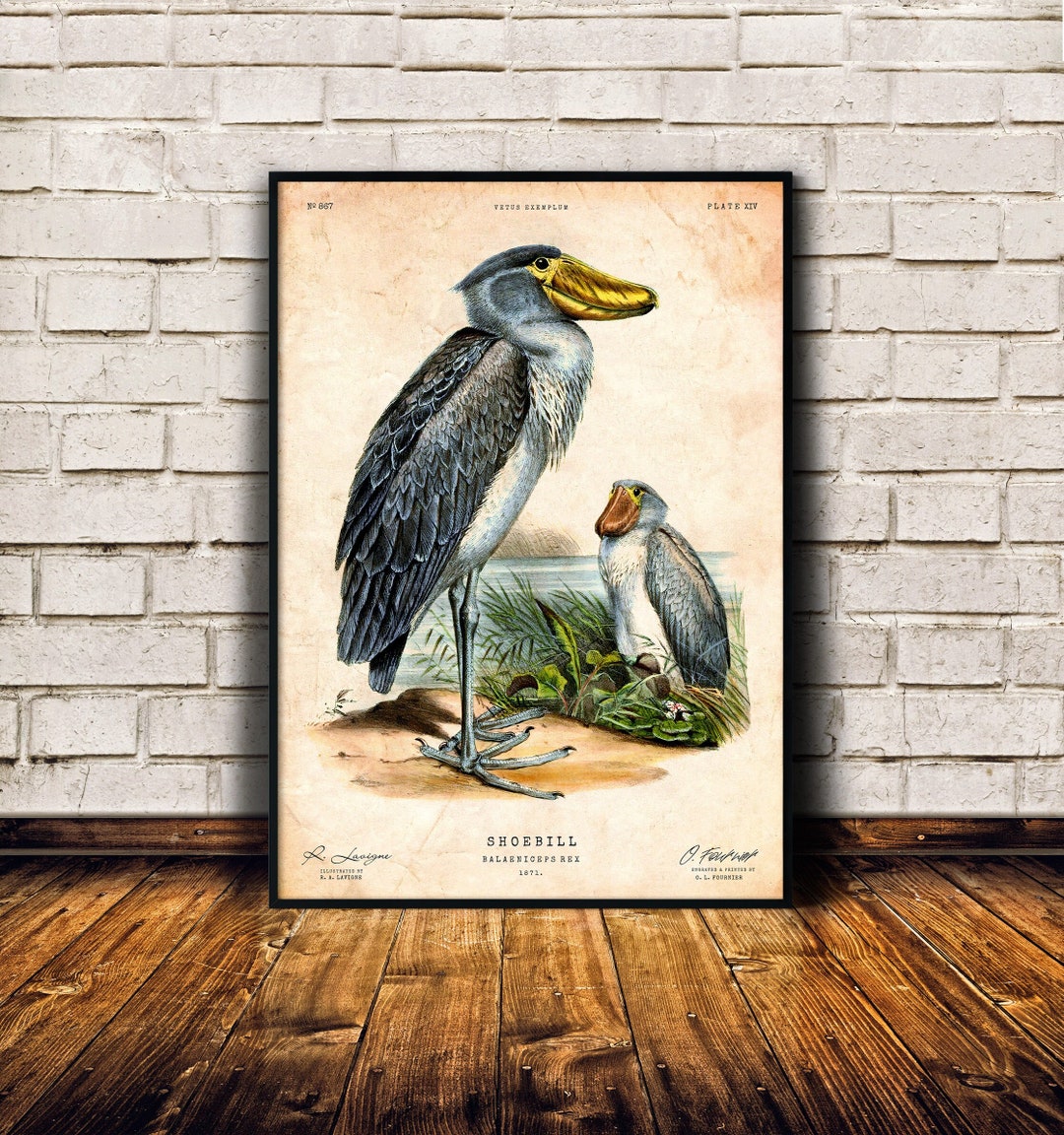 Shoebill Art Print, Bird Lover Gift, Ornithology Print, Vintage Poster ...