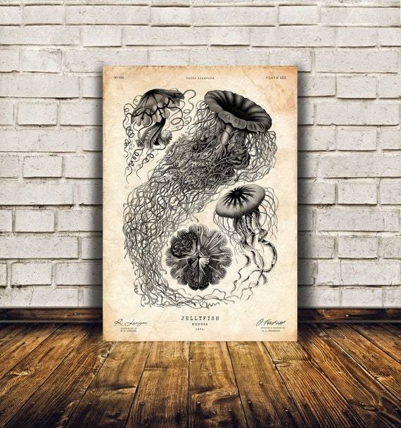 Jellyfish Print Marine Biology Print Surfing Gift Aquatic - Etsy