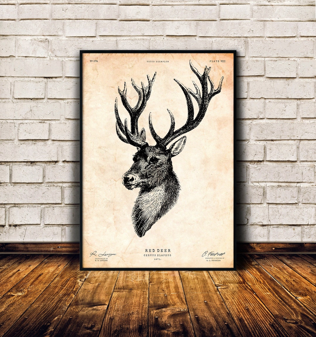 Red Deer Print, Stag Head Wall Art, Animal Lover Gift, Lake House Decor ...
