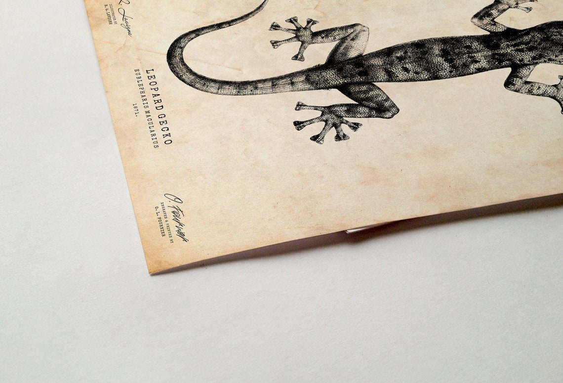 Gecko Poster Leopard Gecko Print Lizard Wall Art Reptile - Etsy