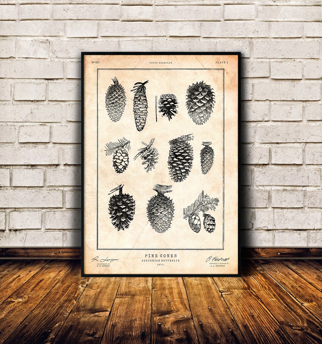 Pinecone Print, Cabin Decor, Botanical Print, Pine Cone Art, Antique ...