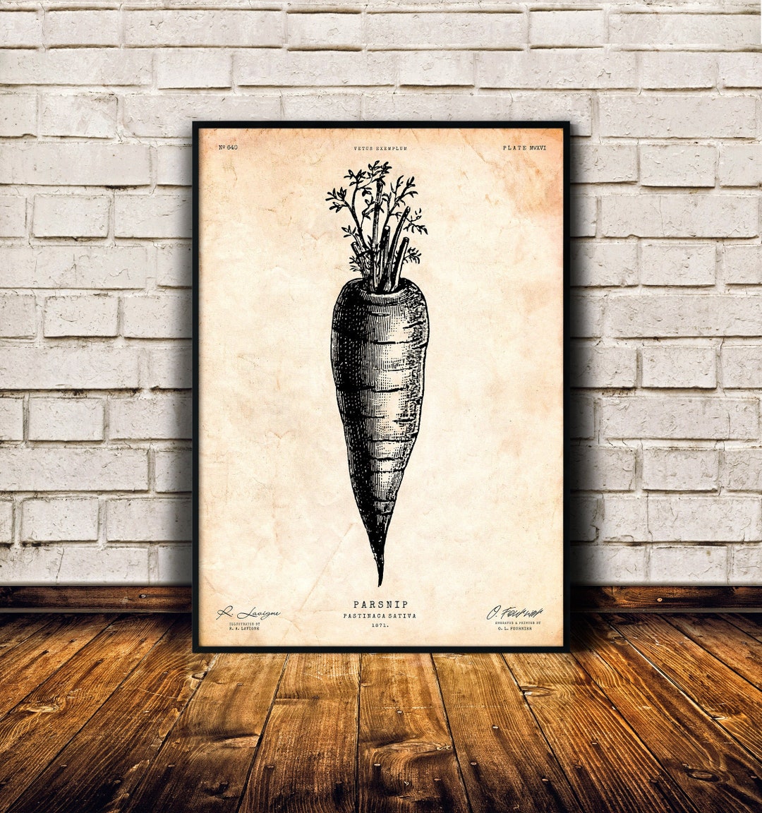 Parsnip Print, Restaurant Decor, Kitchen Wall Art, Vintage Poster, Food ...