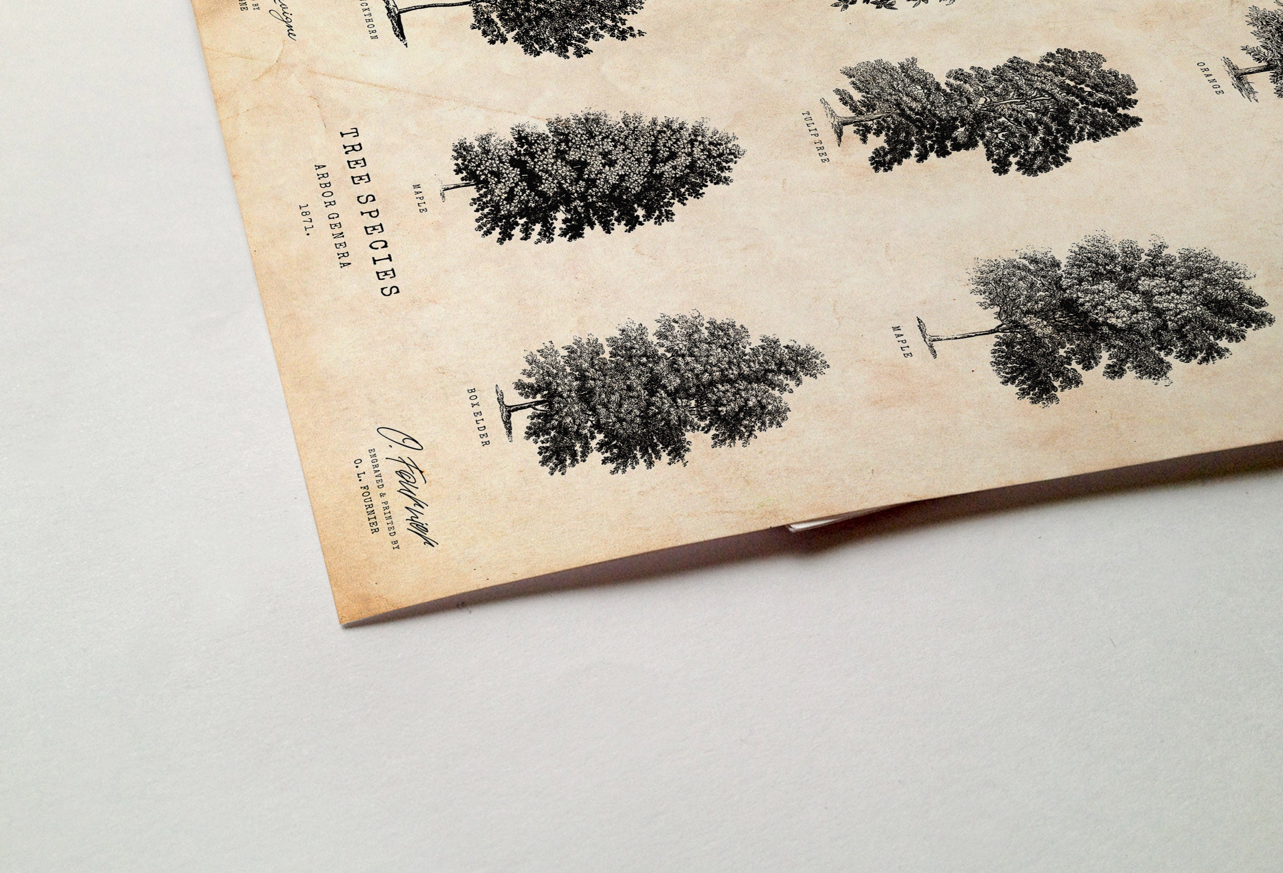 Tree Art Print, Types of Trees Poster, Forest Wall Art, Cabin Decor ...