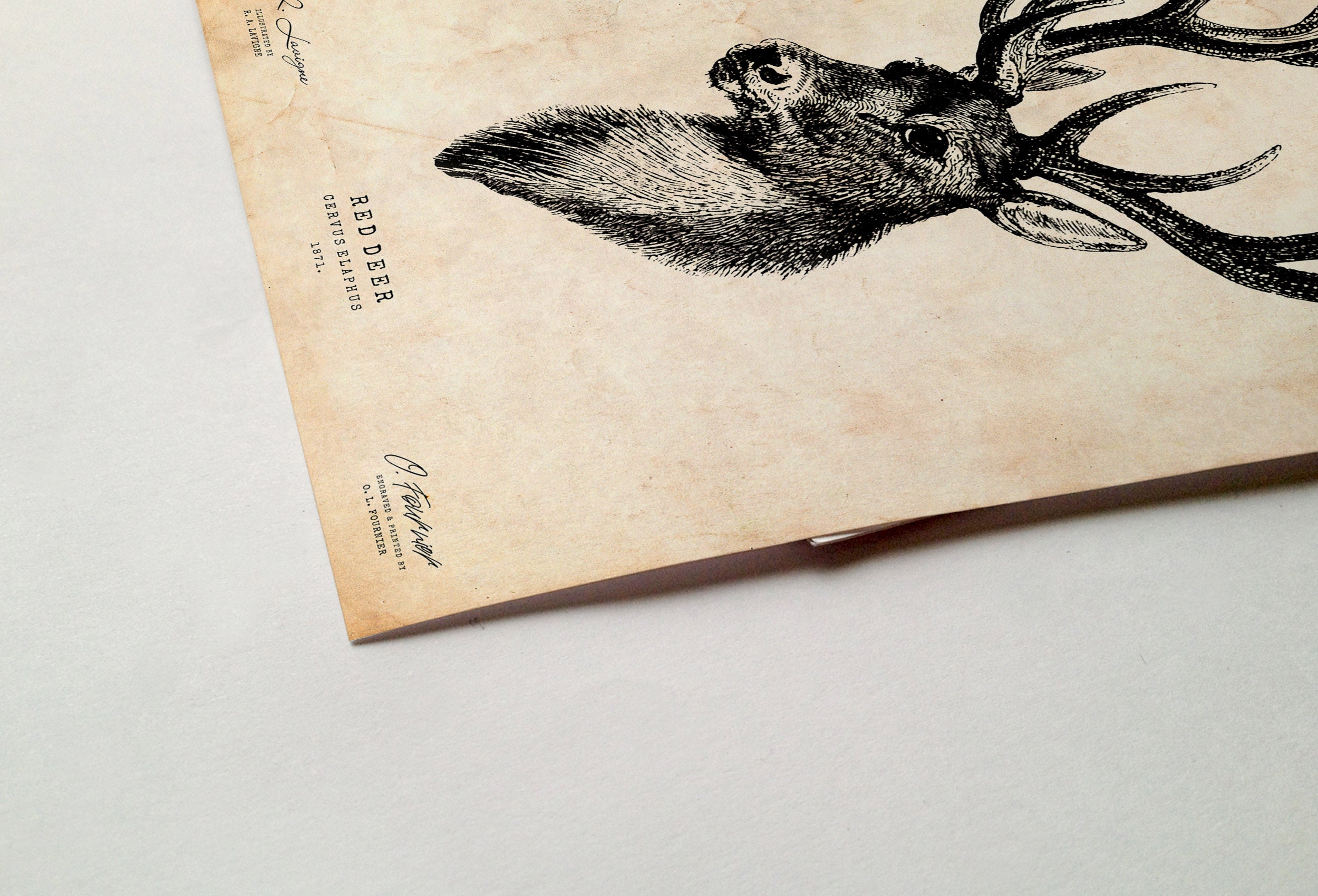 Red Deer Print, Stag Head Wall Art, Animal Lover Gift, Lake House Decor ...