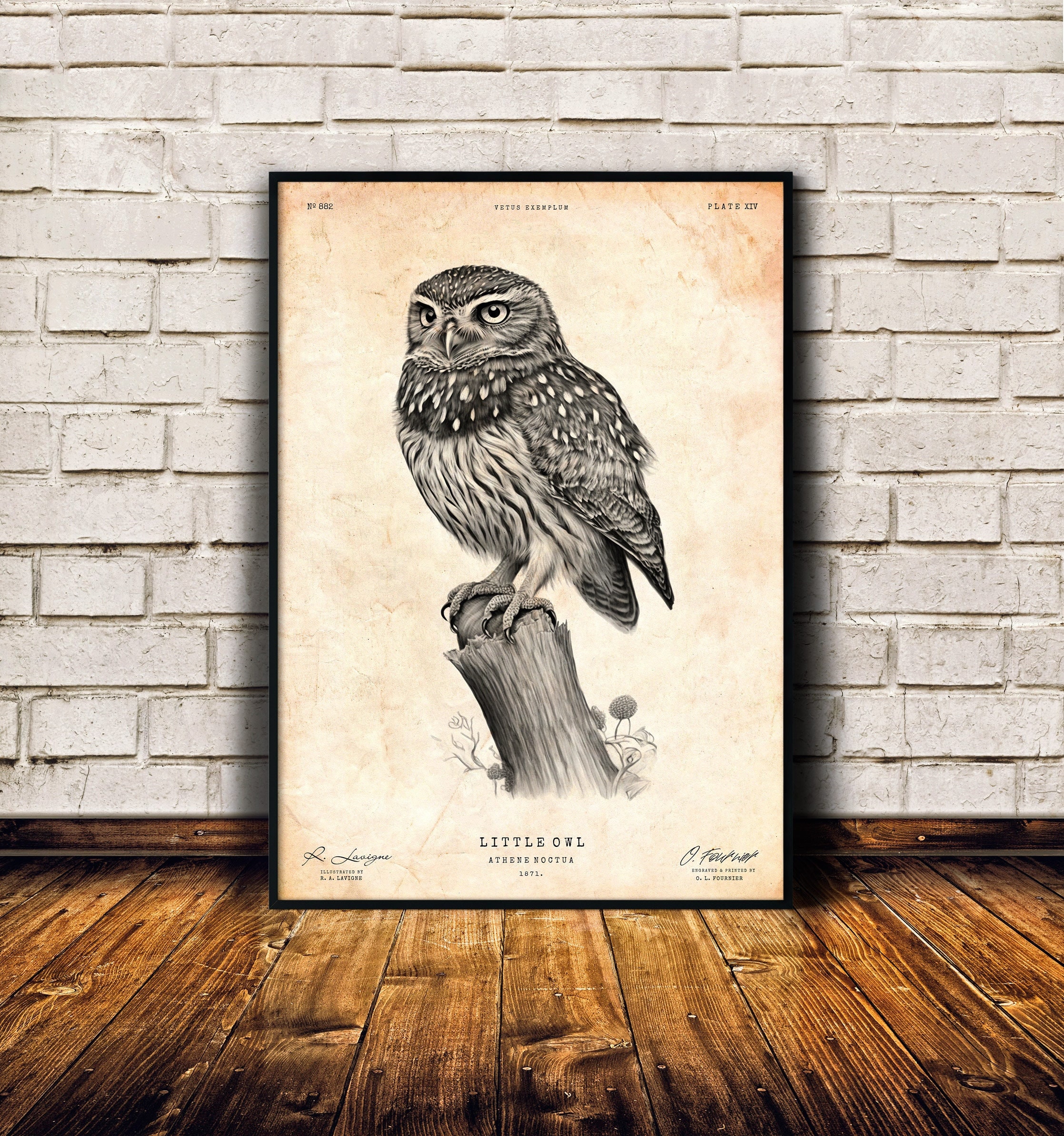 Vintage Owl Designs