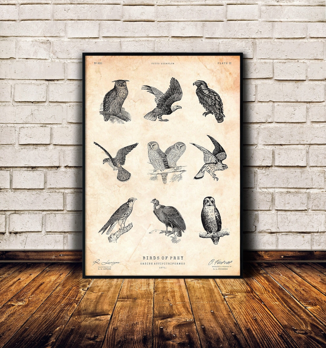Birds of Prey Art, Biology Print, Wildlife Art Print, National Park ...