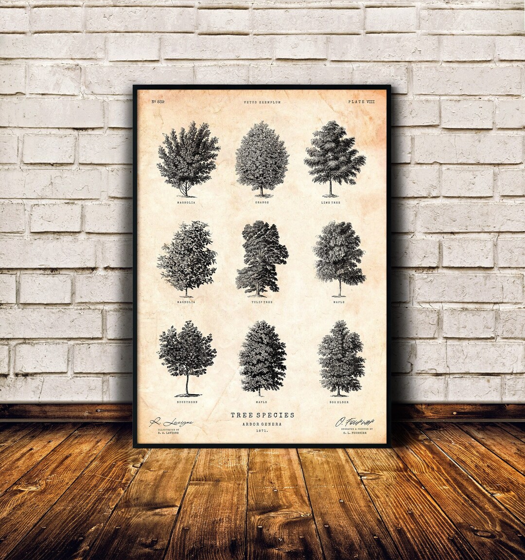 Tree Art Print, Types of Trees Poster, Forest Wall Art, Cabin Decor ...