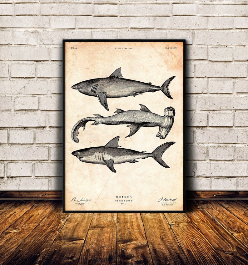 Shark Print Nautical Wall Art Sharks Poster Beach House - Etsy