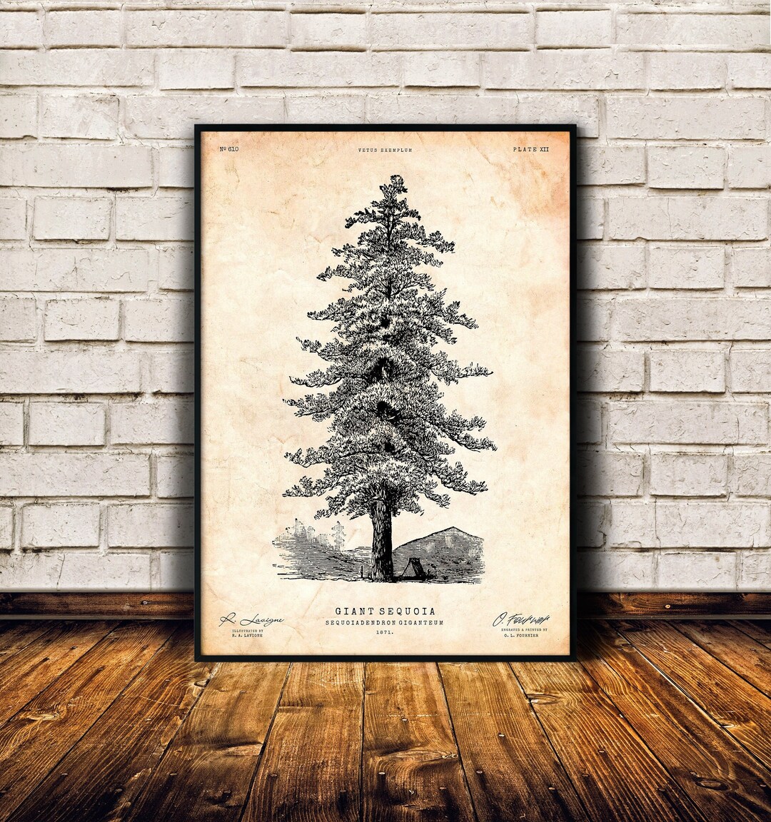 Sequoia Tree Print, Pine Tree Wall Art, Cabin Decor, Tree Art, Natural ...