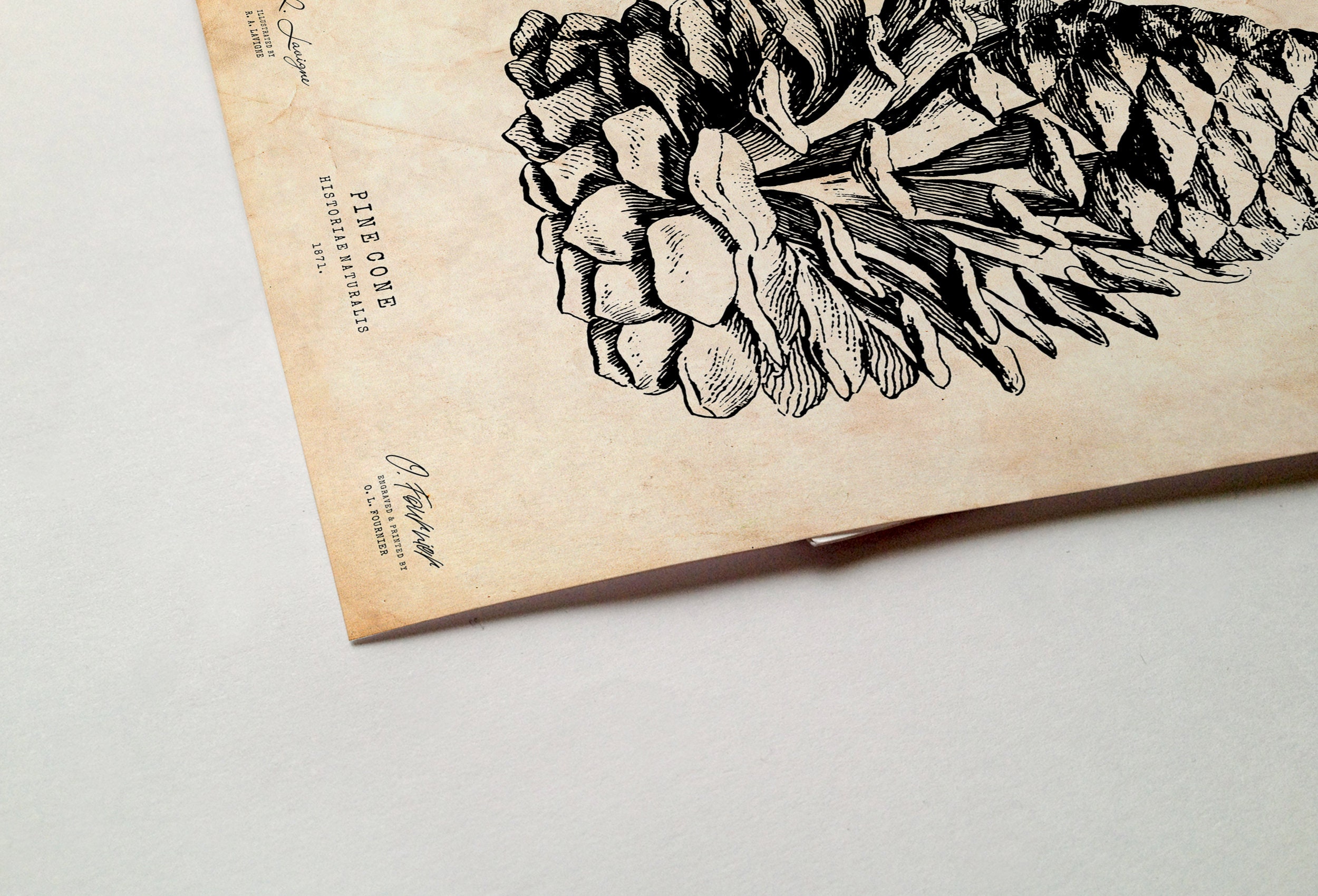 Pine Cone Art Print, Lake House Decor, Pinecone Print, Lodge Wall Art ...