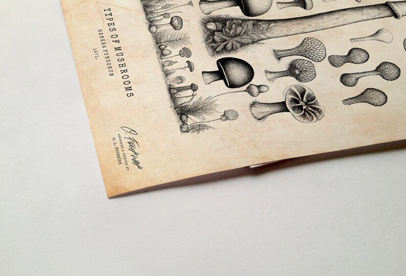 Types of Mushrooms Chart, Cottagecore Decor, Mycology Art Print, Cabin ...
