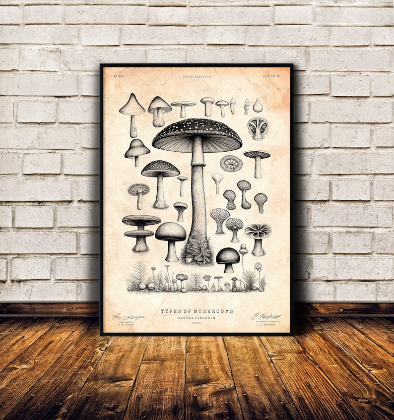 Types of Mushrooms Chart, Cottagecore Decor, Mycology Art Print, Cabin ...