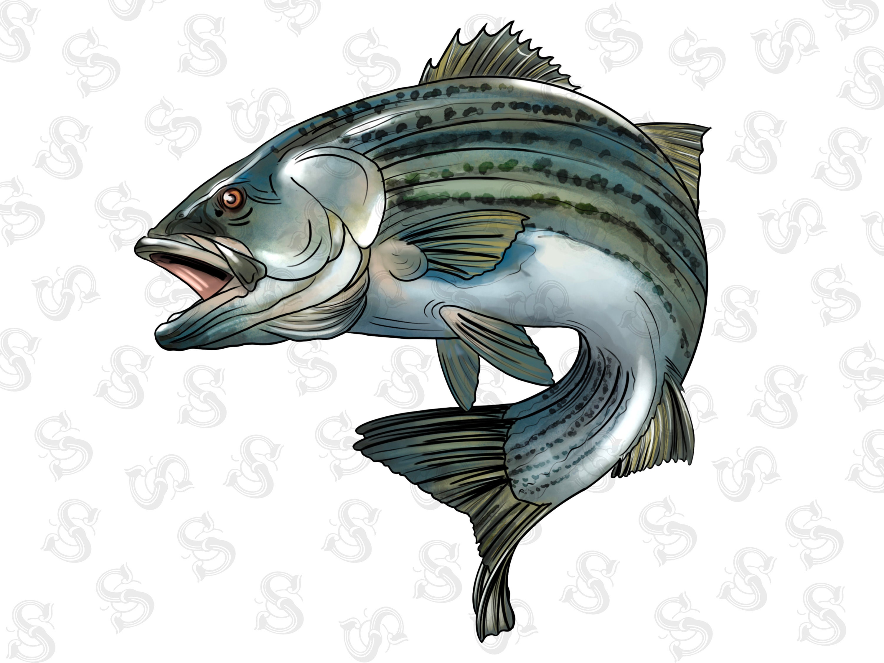 Striped Bass Drawing