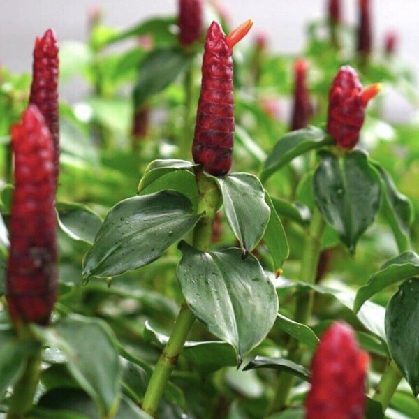 Spiral Ginger Plant - Etsy