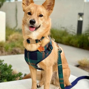 Adjustable Tartan Dog Fall Harness, Personalized Dog Plaid Collar and ...