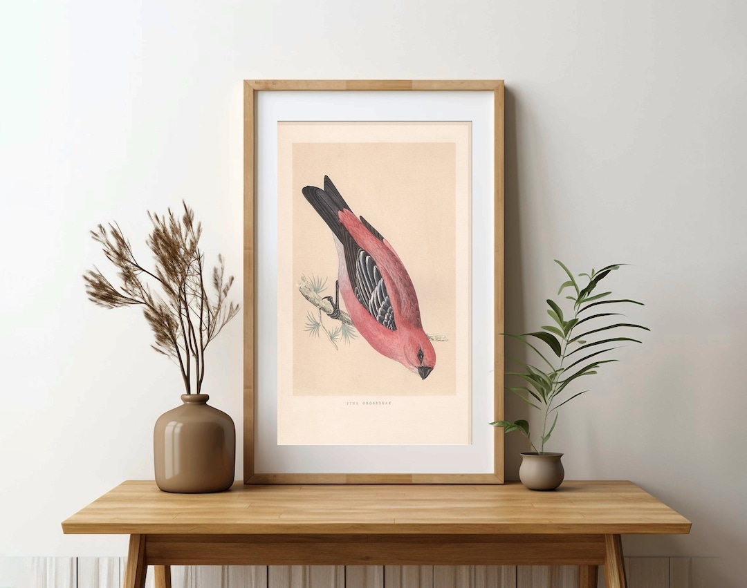 Vintage Bird Poster Pink Bird Illustration Bird Lover Gift Bird Art ...