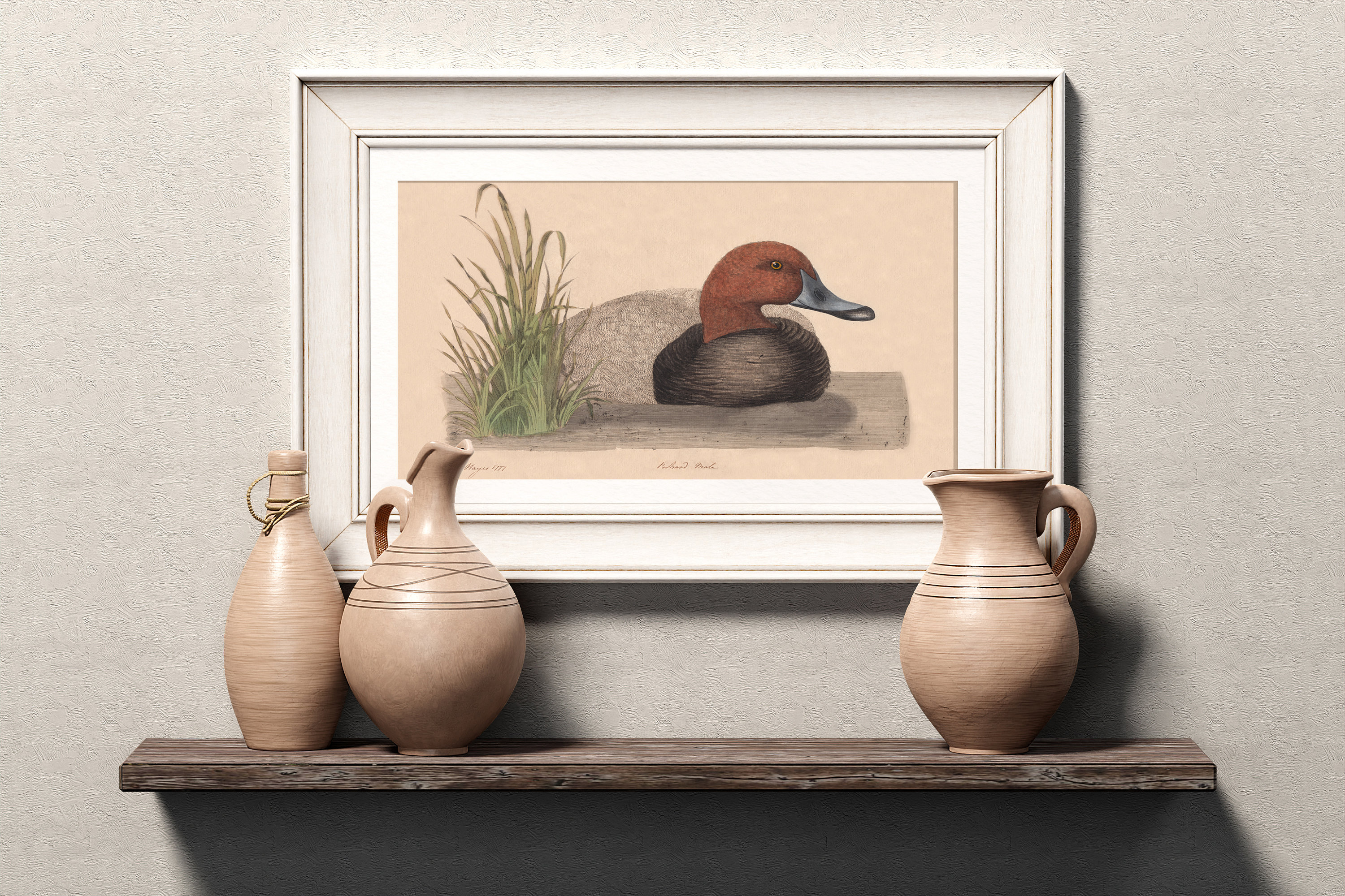Duck Art Print, Duck Poster, Ornithology, Duck Illustration Wall Art ...