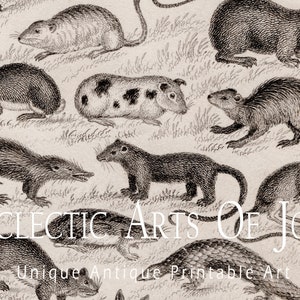 Zoological Mammal Art Print, Vintage Animal Kingdom Wall Art, Victorian ...