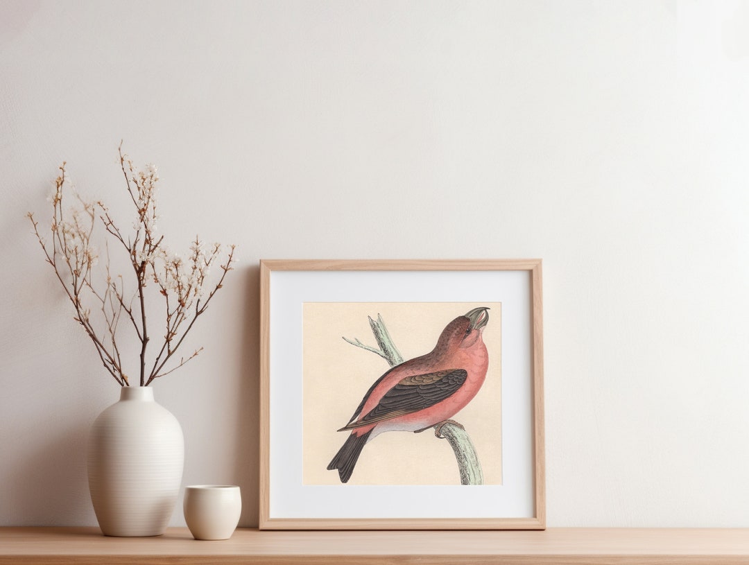 Vintage Bird Print, American Bird Poster, Ornithology, Bird ...
