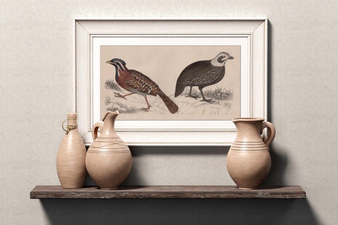 Quail Bird Print, Bird Poster, Ornithology, Game Bird Illustration Wall ...