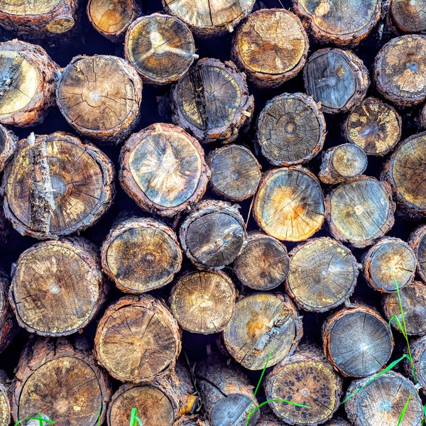 Log Art Print - Etsy