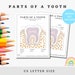 Parts of A Tooth Worksheet, Dental Coloring Pages, Tooth Fairy ...