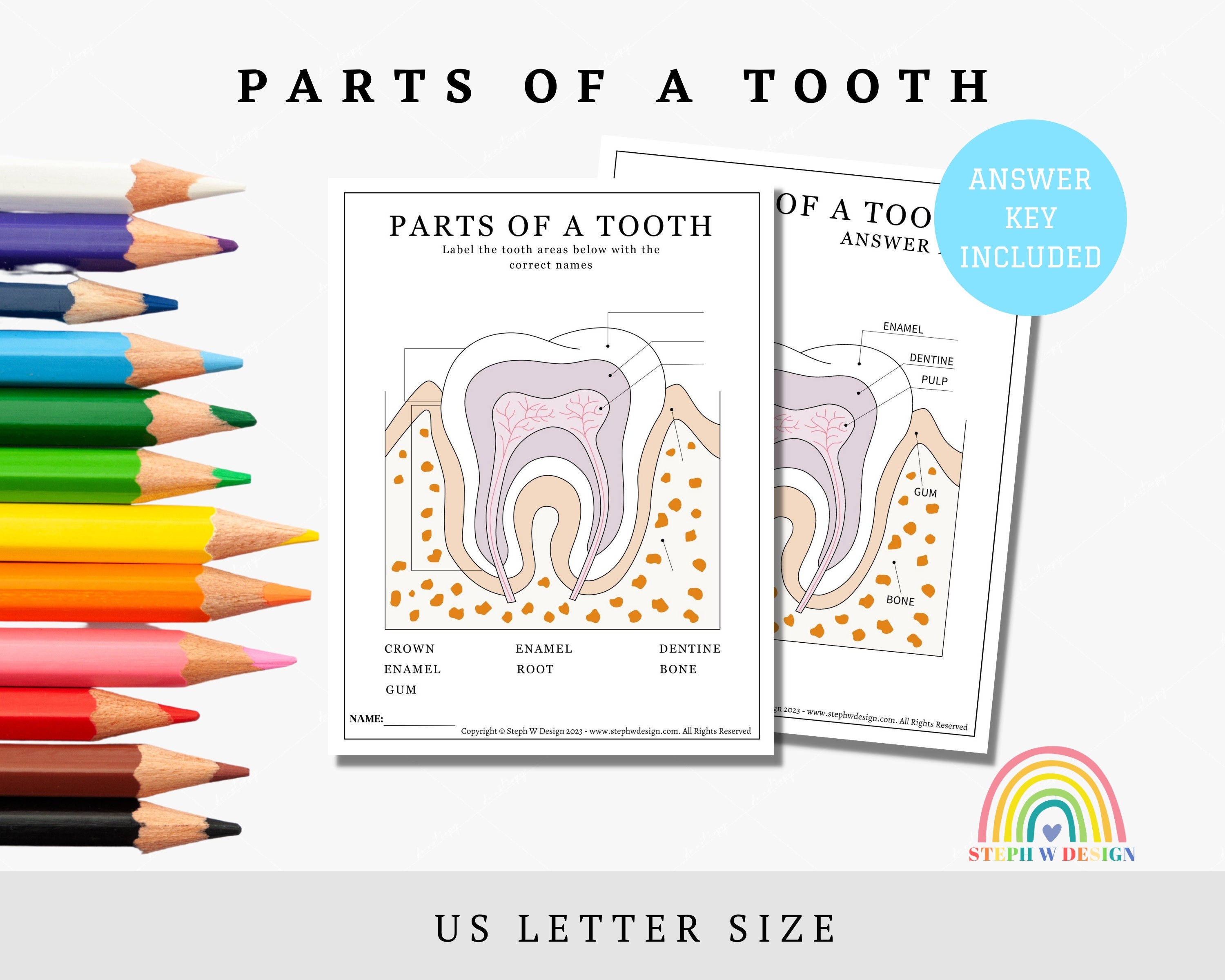 Parts of A Tooth Worksheet, Dental Coloring Pages, Tooth Fairy ...
