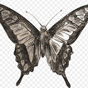 Vintage Butterfly Sketch, Butterfly Poster, Butterflies Drawing ...