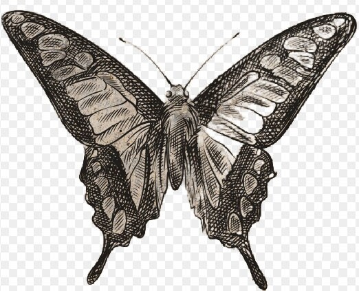 Vintage Butterfly Sketch, Butterfly Poster, Butterflies Drawing ...