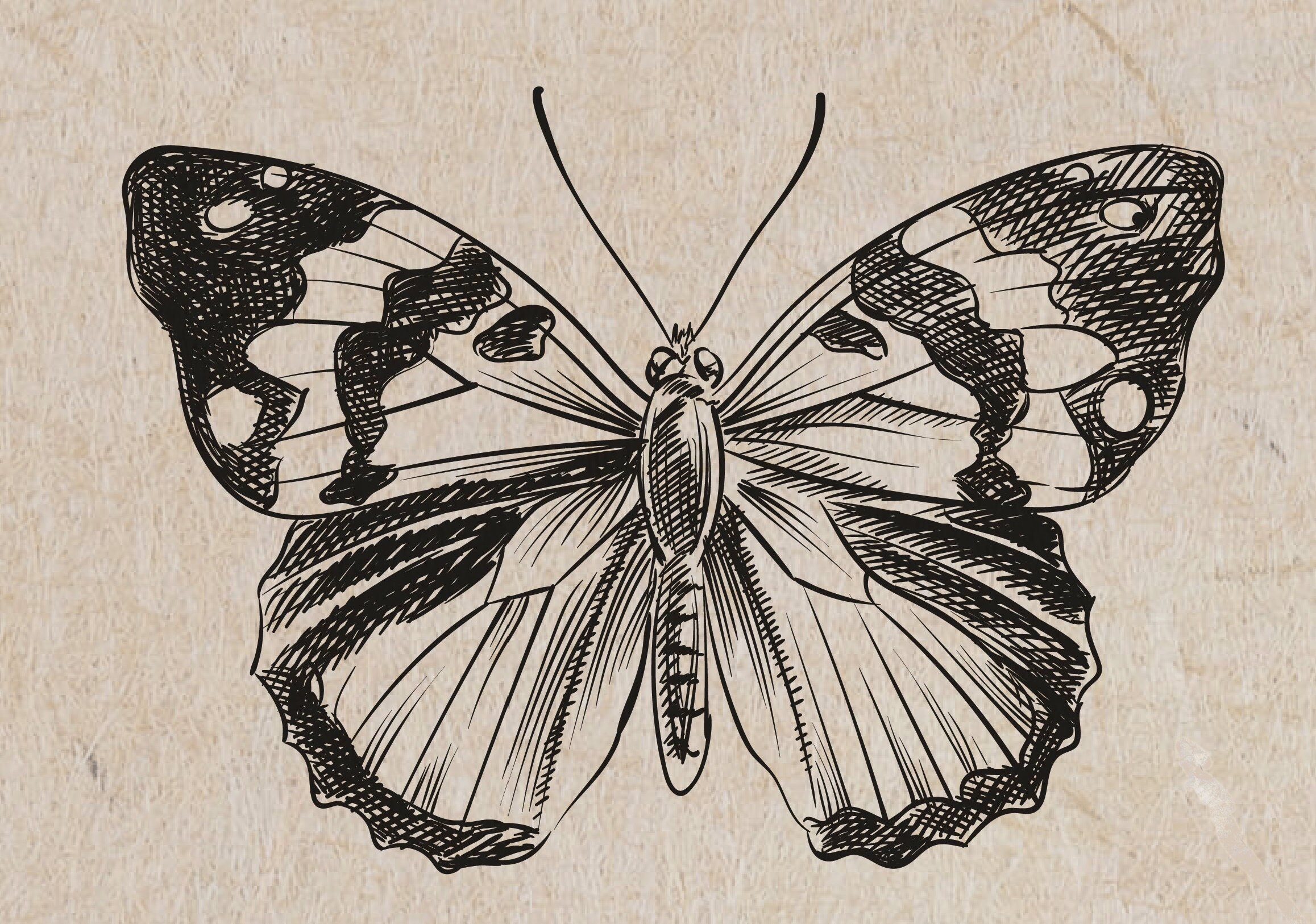 Vintage Butterfly Sketch, Butterfly Poster, Butterflies Drawing ...