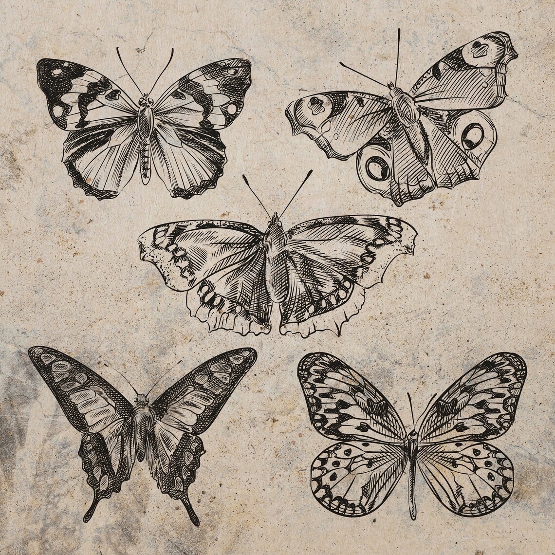 Vintage Butterfly Sketch, Butterfly Poster, Butterflies Drawing ...