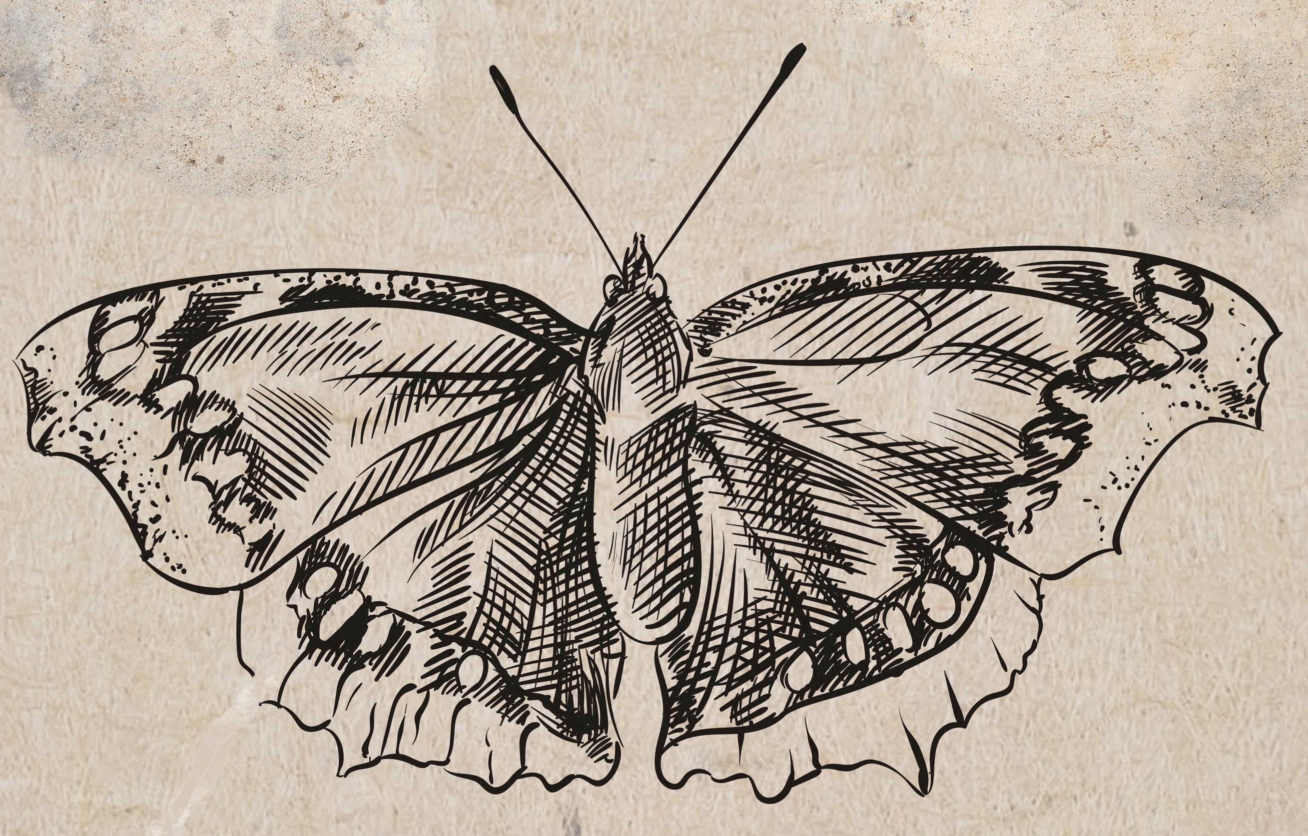 Vintage Butterfly Sketch, Butterfly Poster, Butterflies Drawing ...