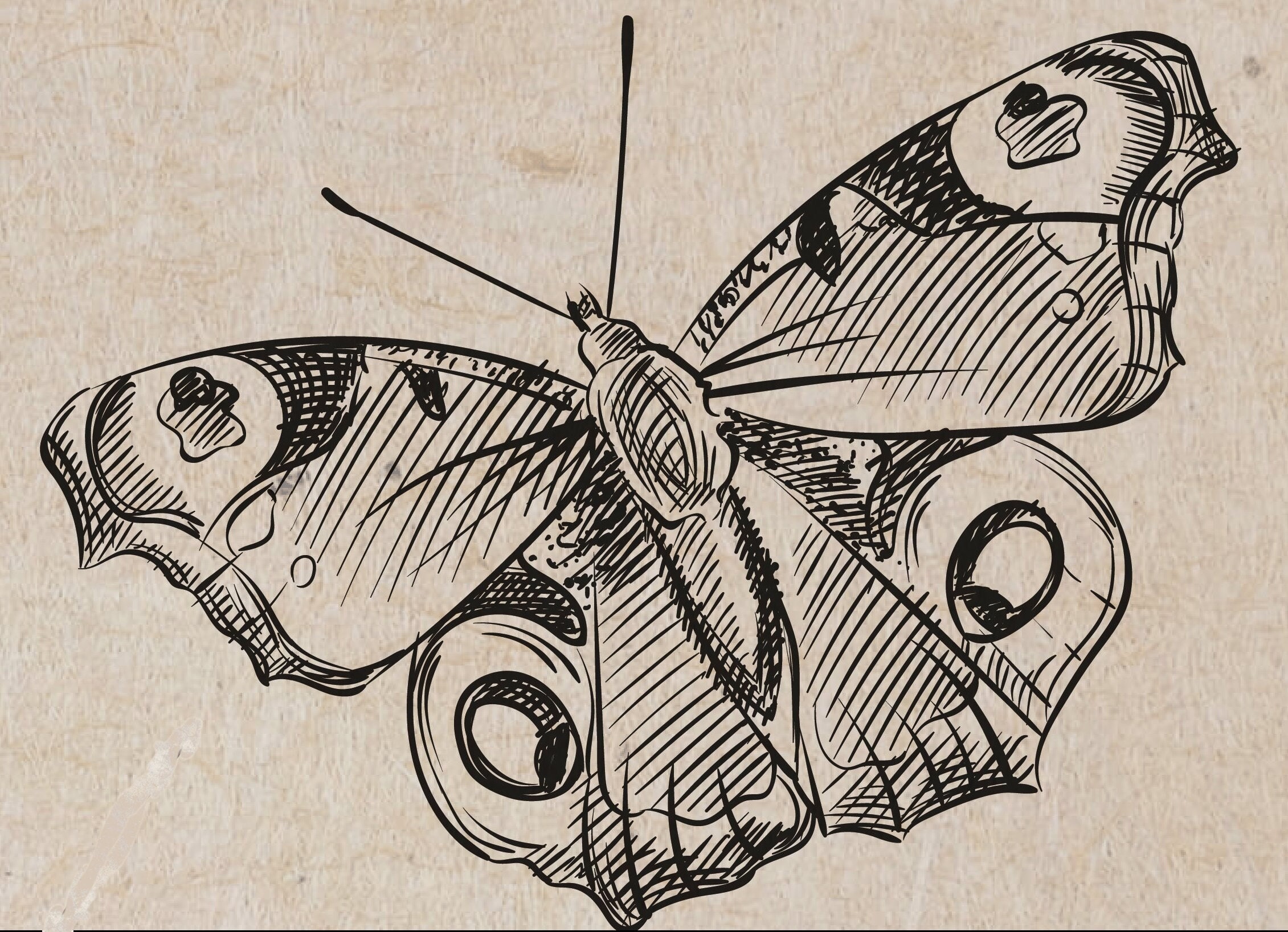 Vintage Butterfly Sketch, Butterfly Poster, Butterflies Drawing ...