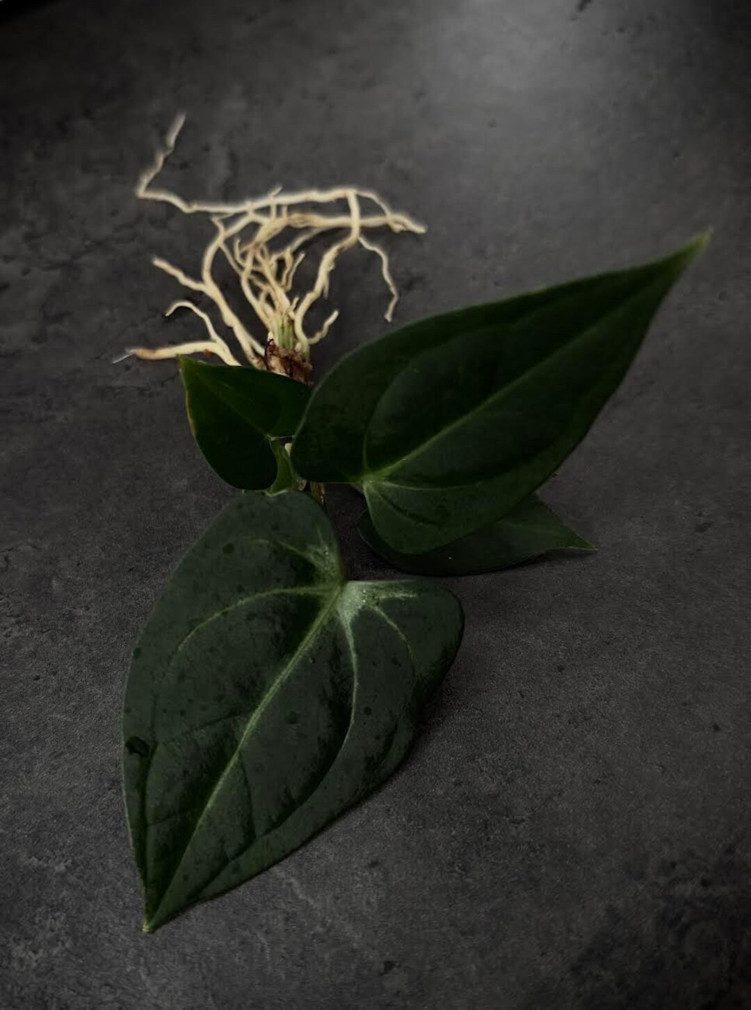 Extremely Rare Anthurium Blue Papillilaminum Seedlings U.S. - Etsy