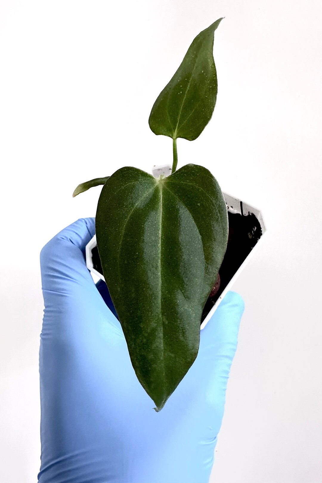 Small Blue Pap. Reg 600.00 - Etsy